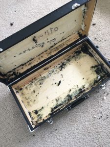Trumpet Case Repurposed | Confessions of a Serial Do-it-Yourselfer